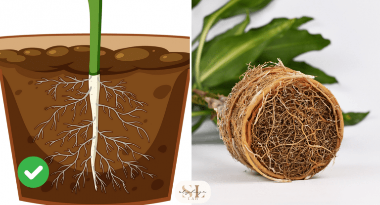 9 BEST Ideas for Indoor Hanging Plants [Types, Light, Water, Humidity ...