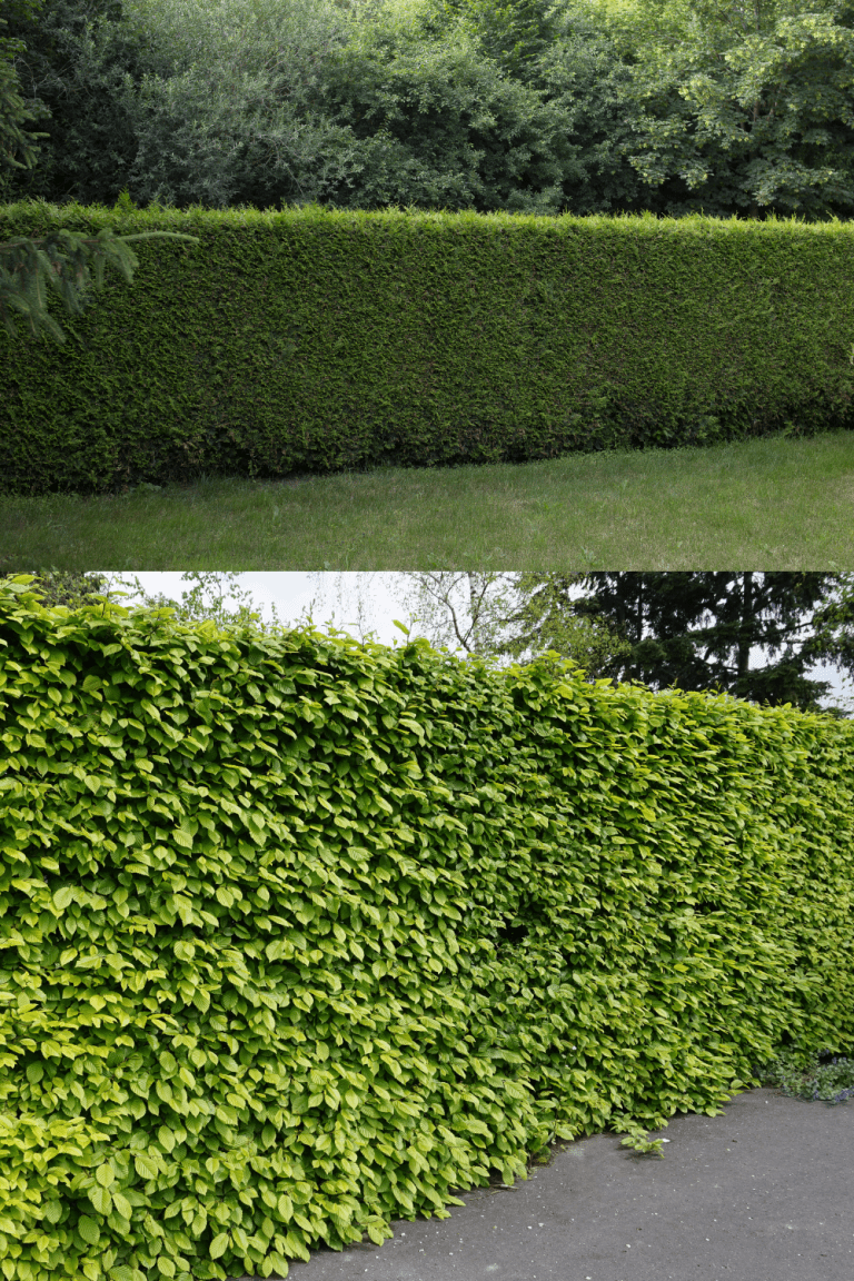 15+ Gorgeous Privacy Fence Ideas (Good Materials & Tips for Private Home) 👀