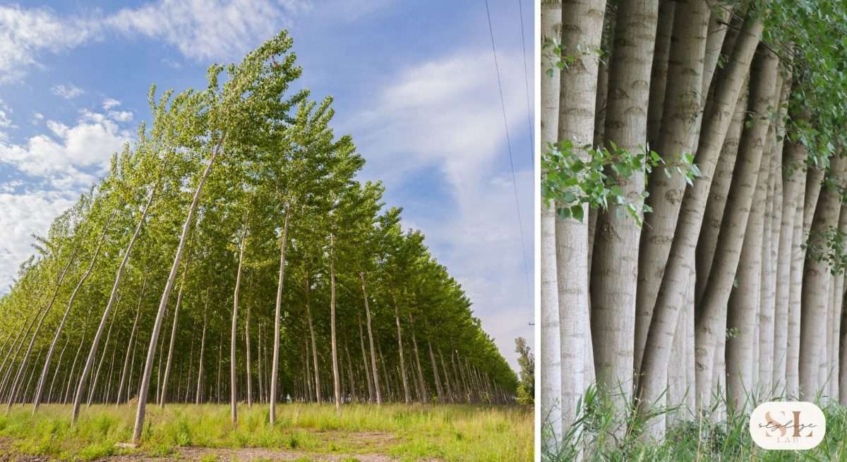 Top 8 Best Fast Growing Trees (Privacy, Growth Rate + Gorgeous Shade ...